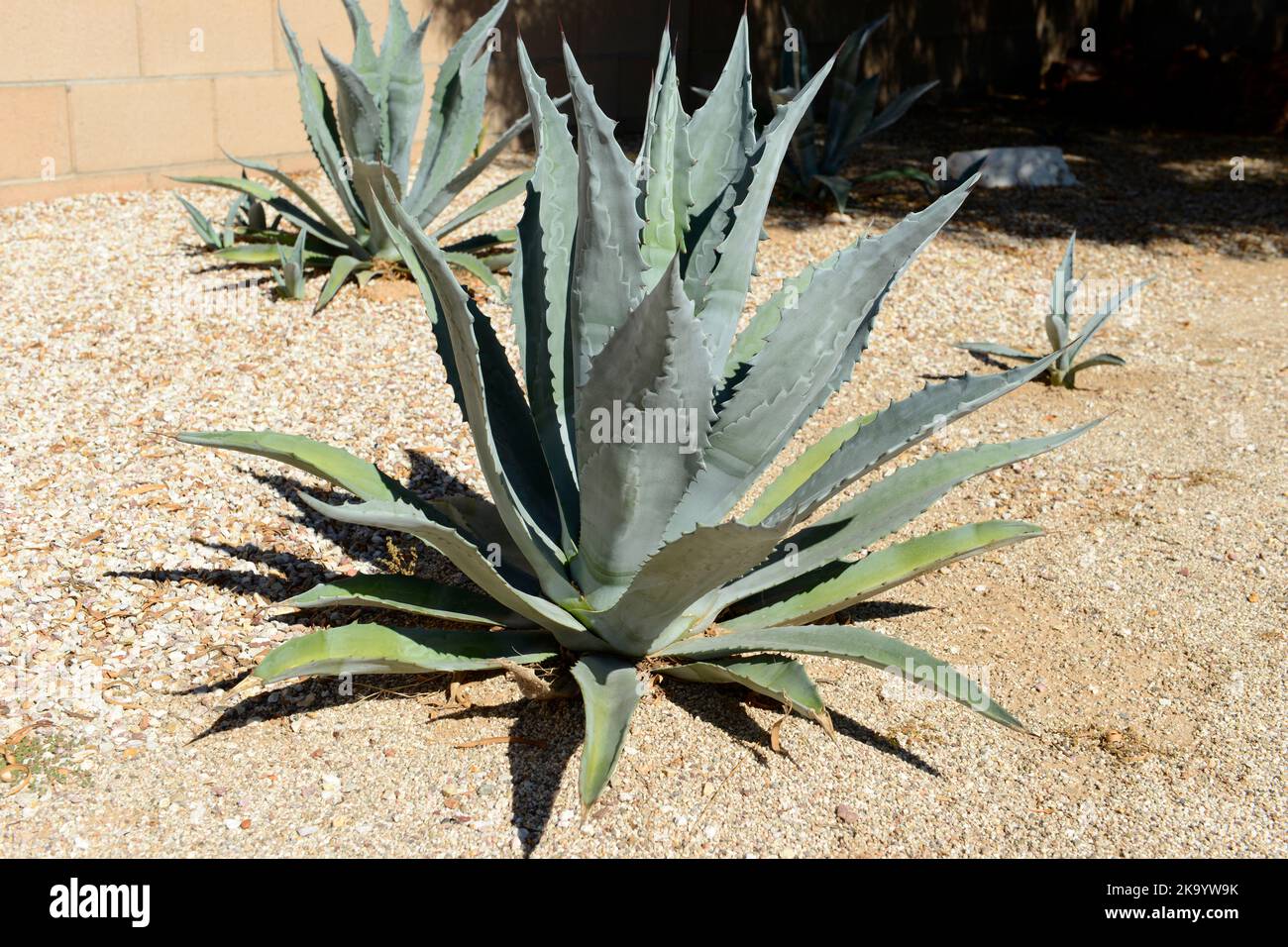 Closeup american agave plants hi-res stock photography and images - Alamy
