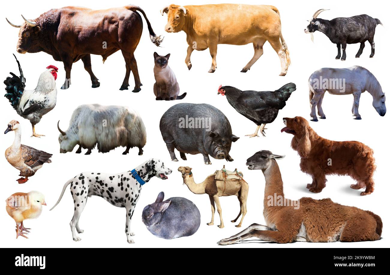 set of farm animals Stock Photo - Alamy