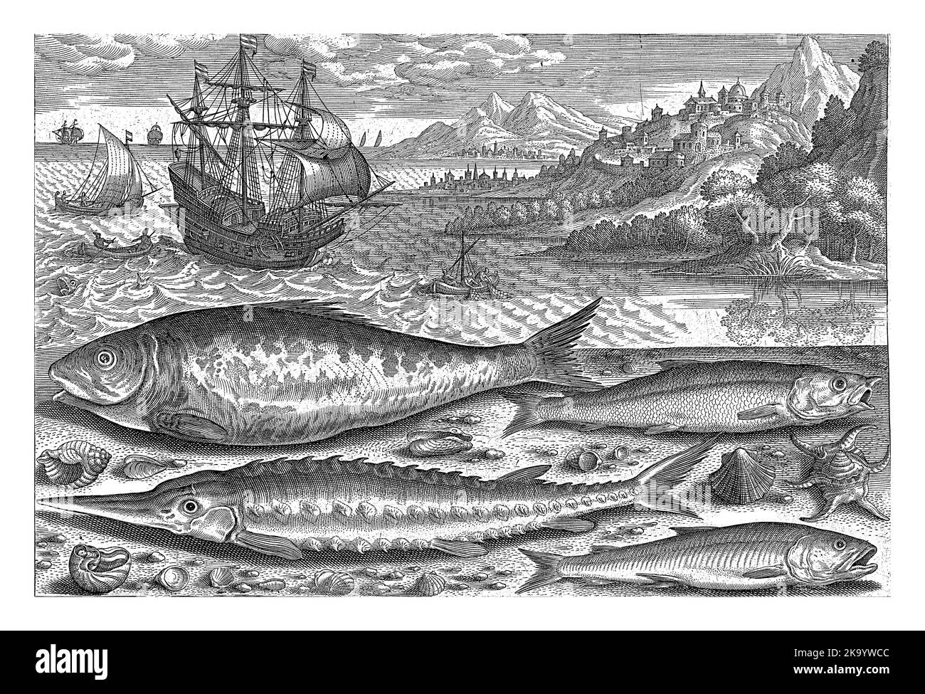 Sturgeon drawing hi-res stock photography and images - Alamy