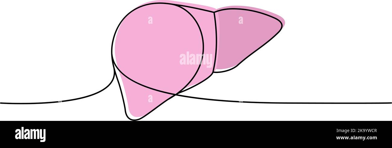 Human liver one line colored continuous drawing. Human organ continuous ...