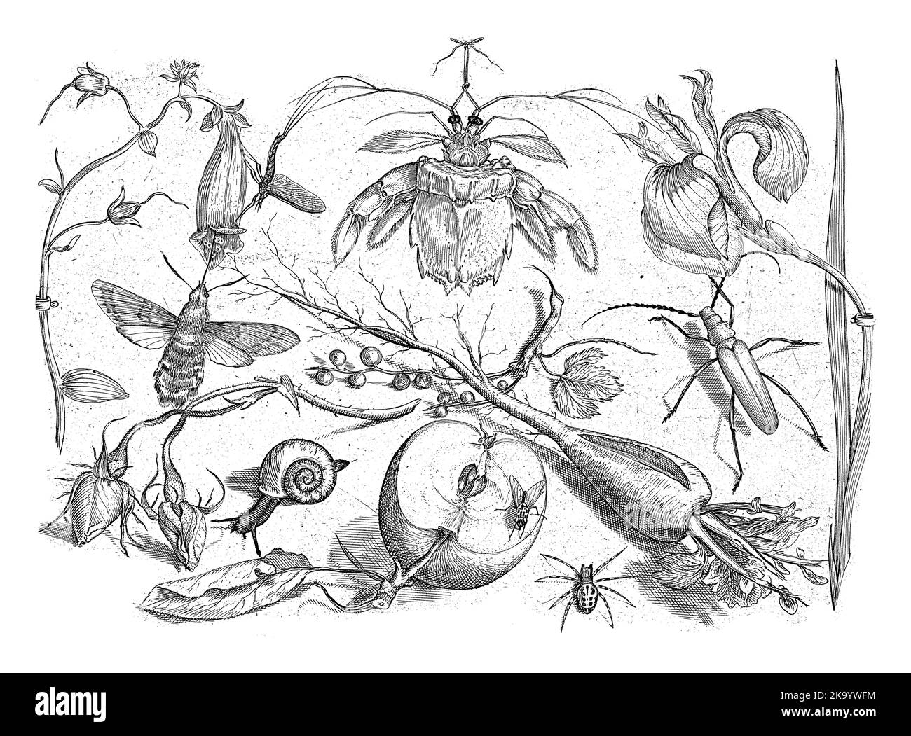 Bottom of spider Black and White Stock Photos & Images - Alamy