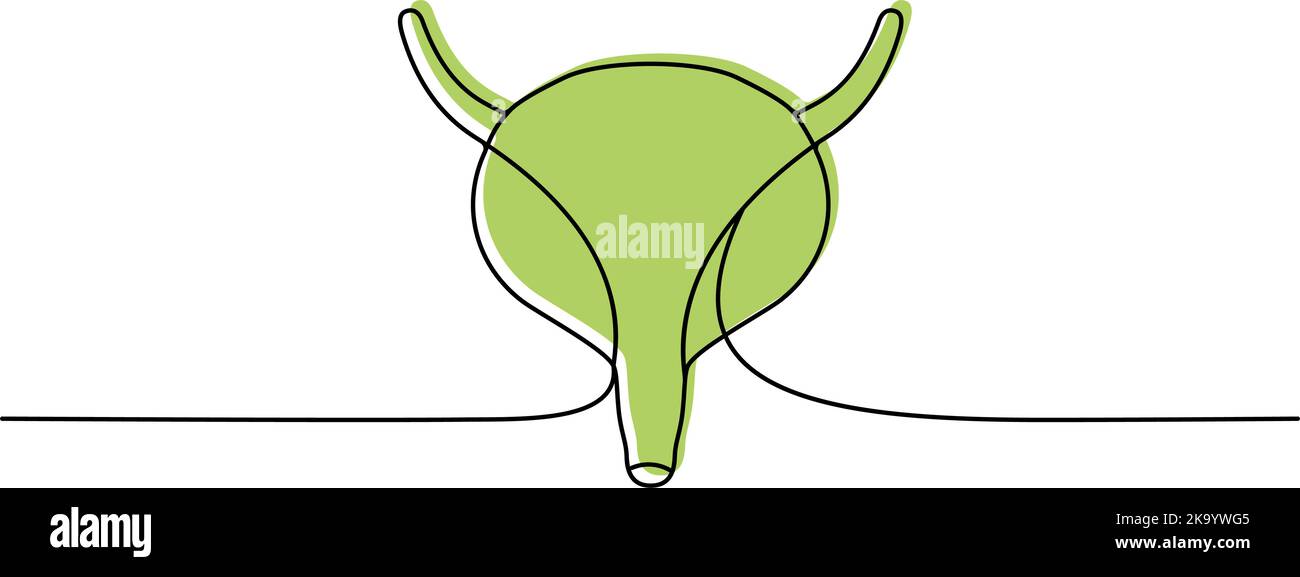 Human bladder one line colored continuous drawing. Human organ ...