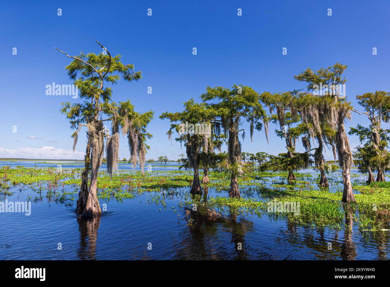 Swamp and Grass of Everglades National Park. Florida. USA Stock Photo ...