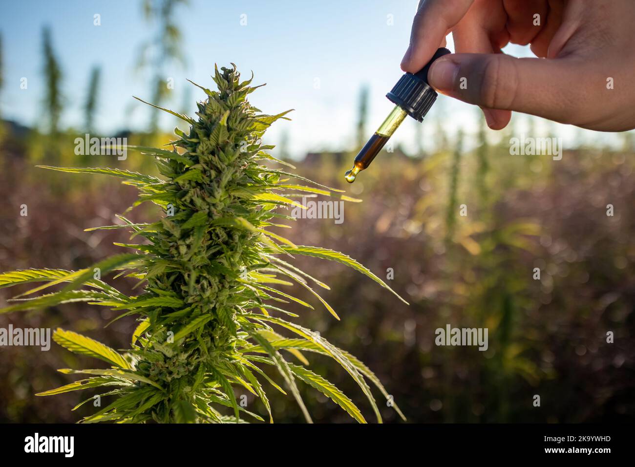 Sunset at Cannabis Field. Hemp Plants for Cbd production Stock Photo ...