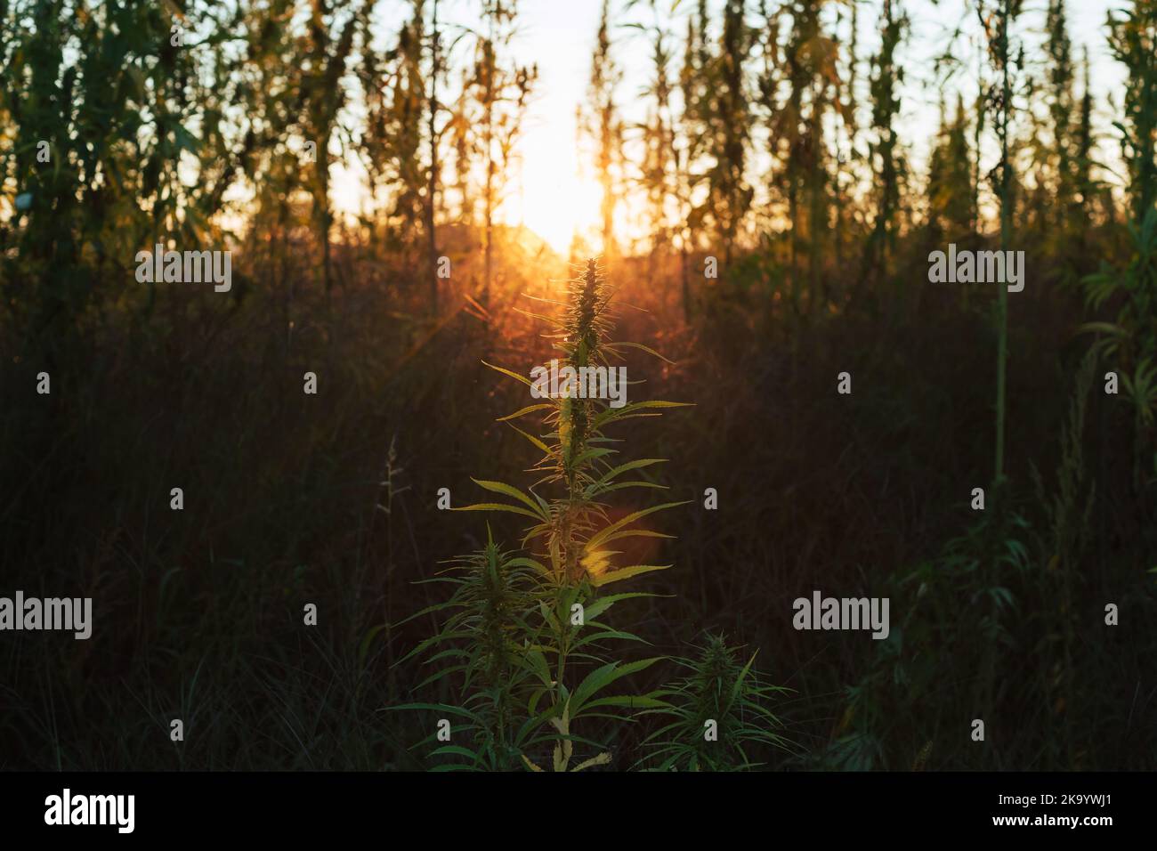 CBD hemp plants on the field at sunset, the beautiful colorful sky in ...