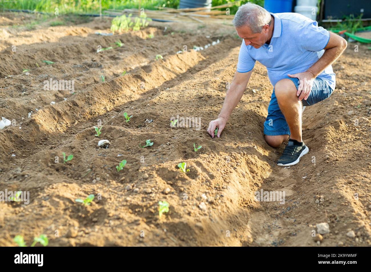 Elderly man planting seedlings in vegetable garden on summer day Stock ...