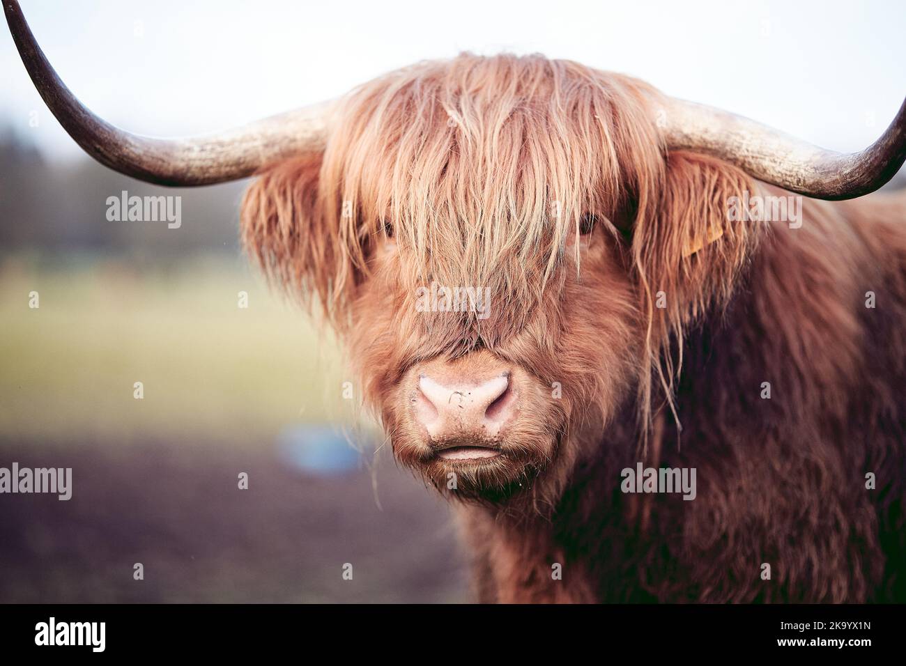 Cow with tusks hi-res stock photography and images - Alamy