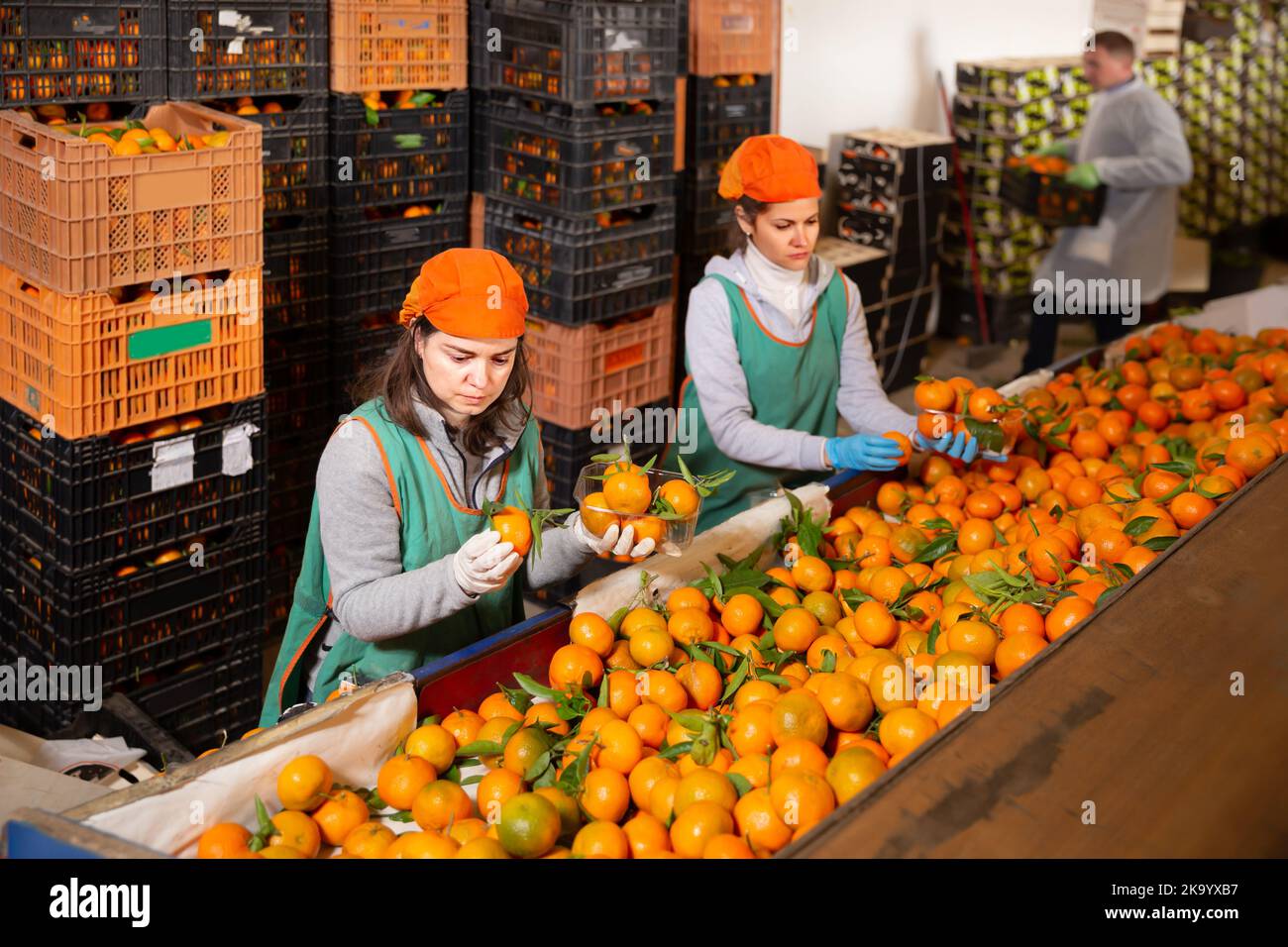 Adult female workers sort tangerines Stock Photo - Alamy