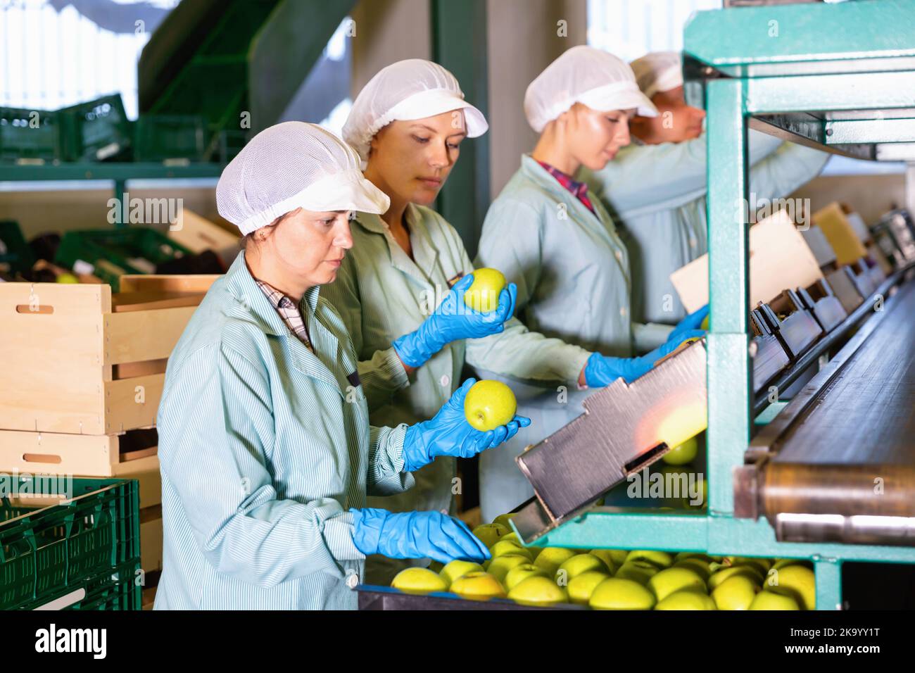 Focused women working on fruit sorting line at warehouse, checking ...