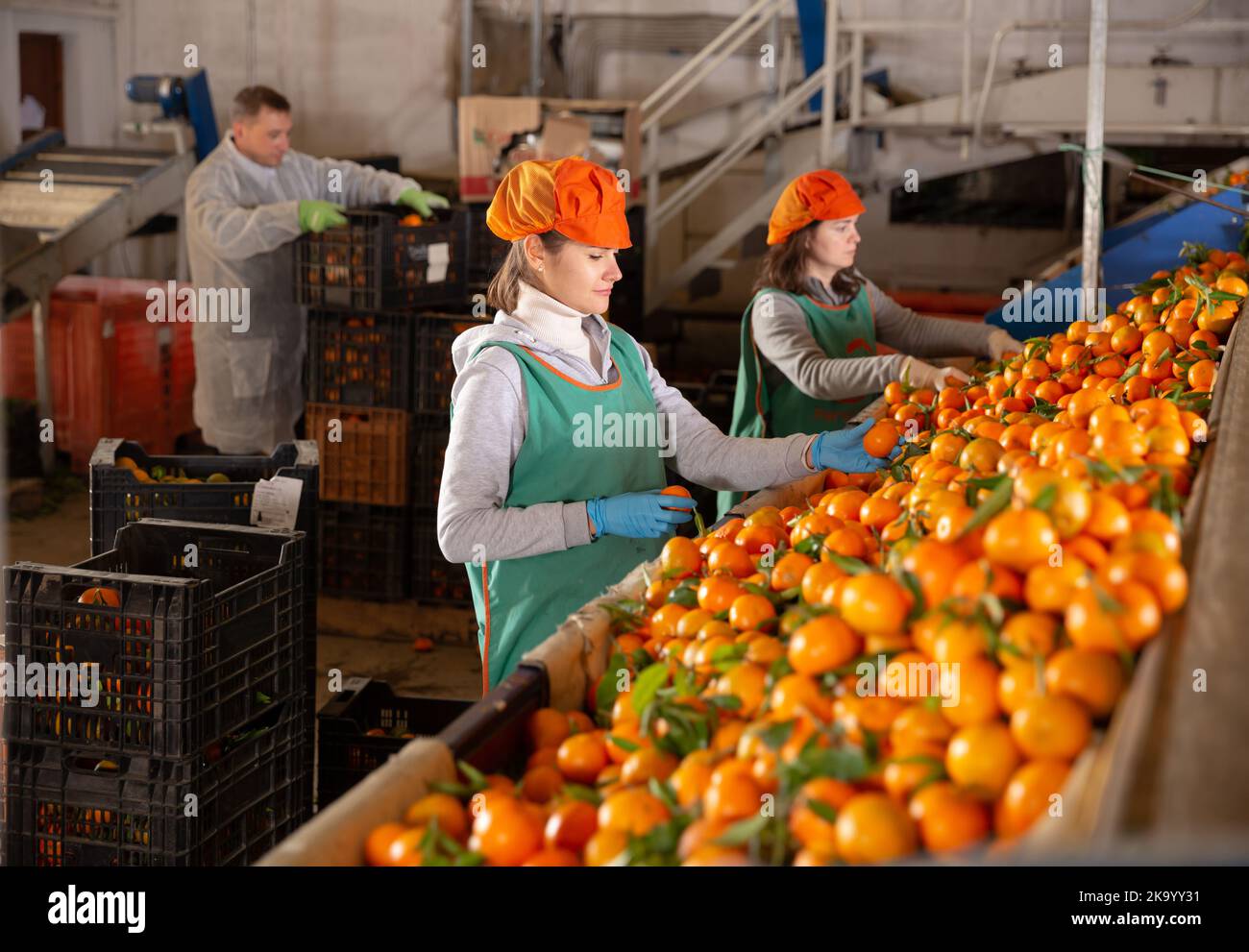 Female employee in colored uniform sorting fresh ripe mandarins on producing grading line Stock ...