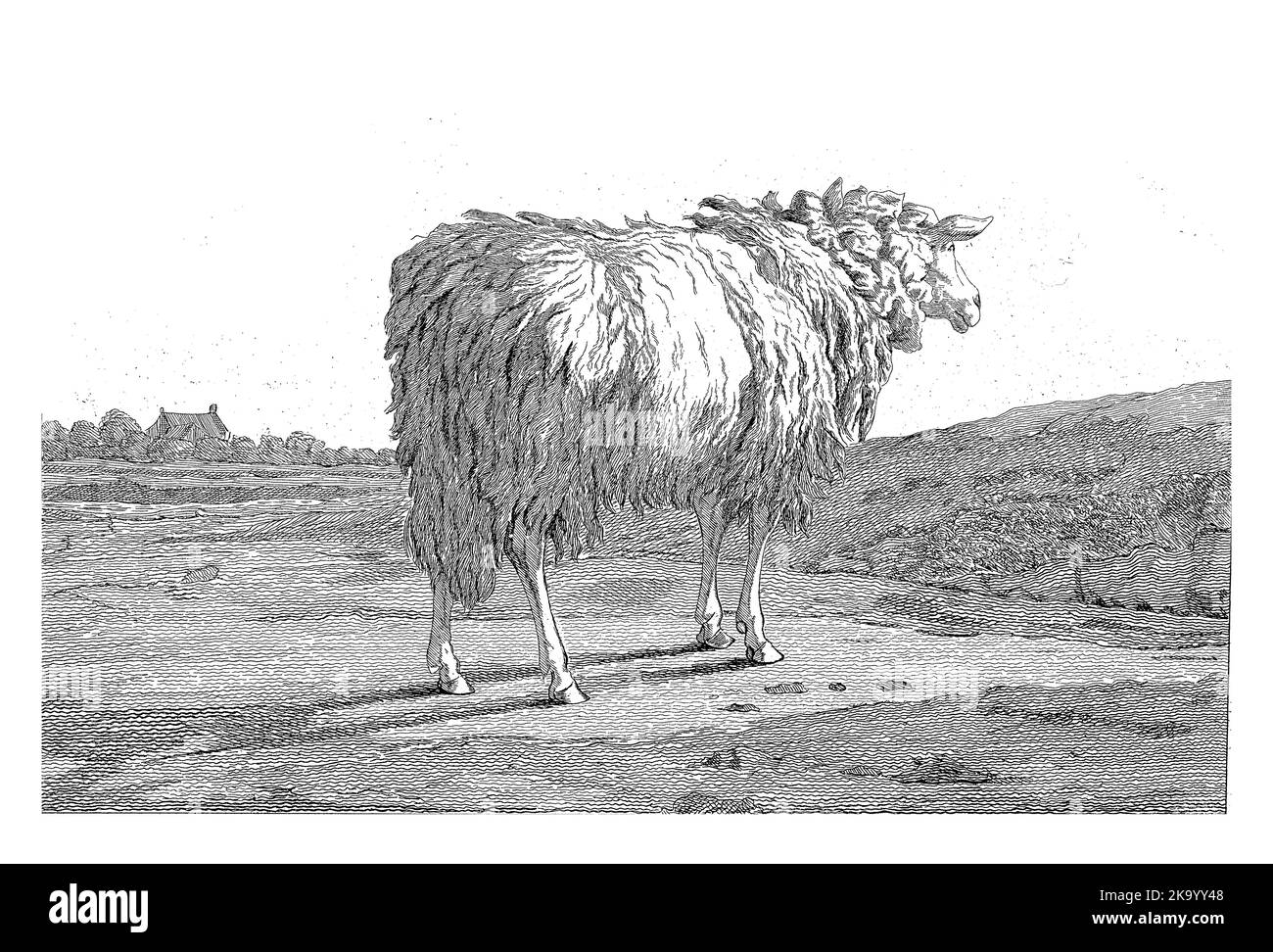 Standing sheep in landscape Black and White Stock Photos & Images - Alamy