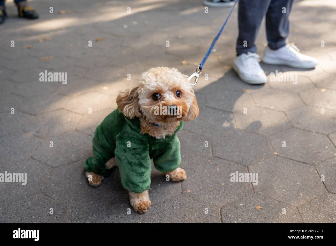 New York, USA. 30th Oct, 2022. People and pets attend the Dog Day ...
