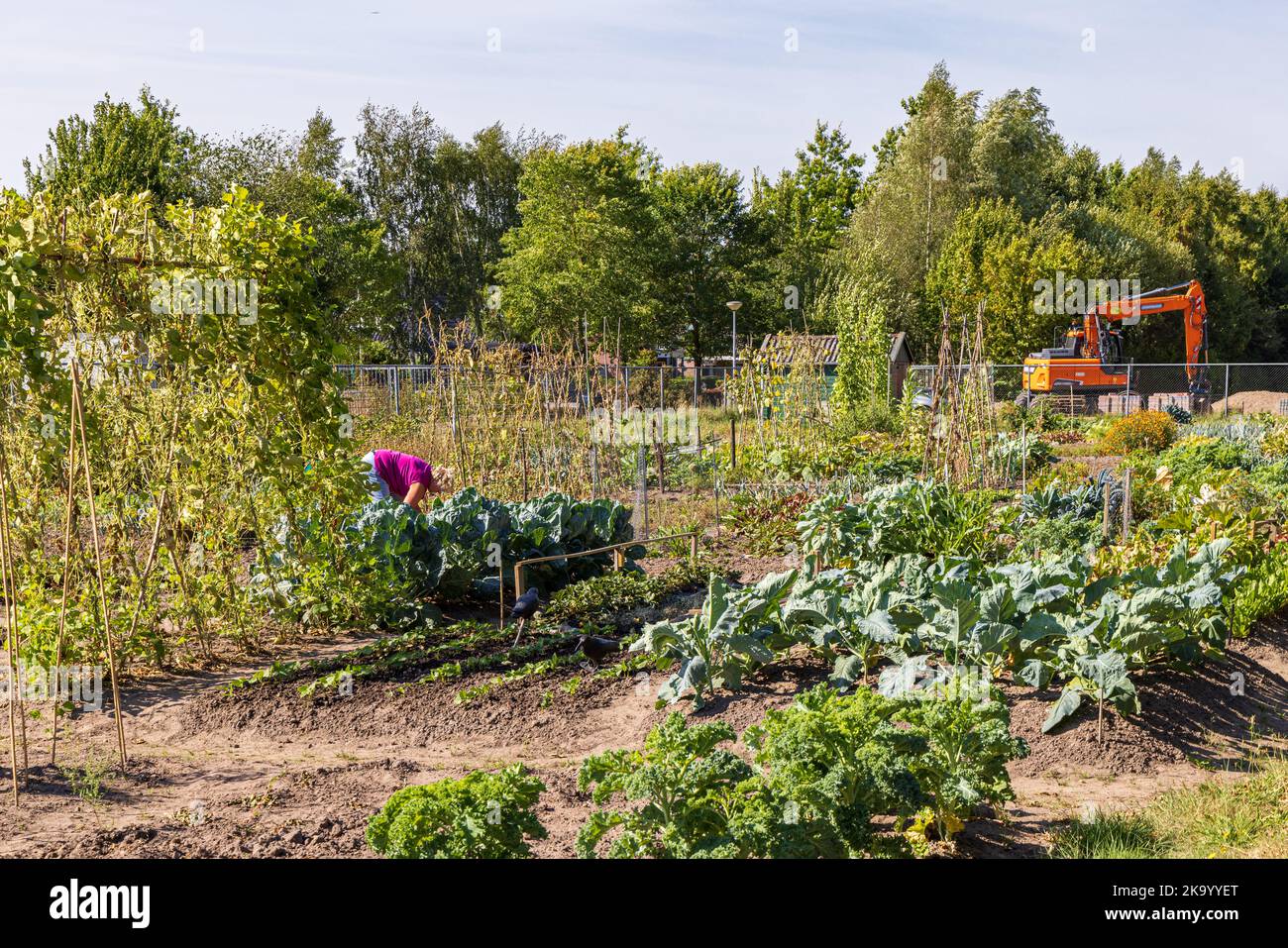 Allotment garden in Marum with IKC school in the background in ...
