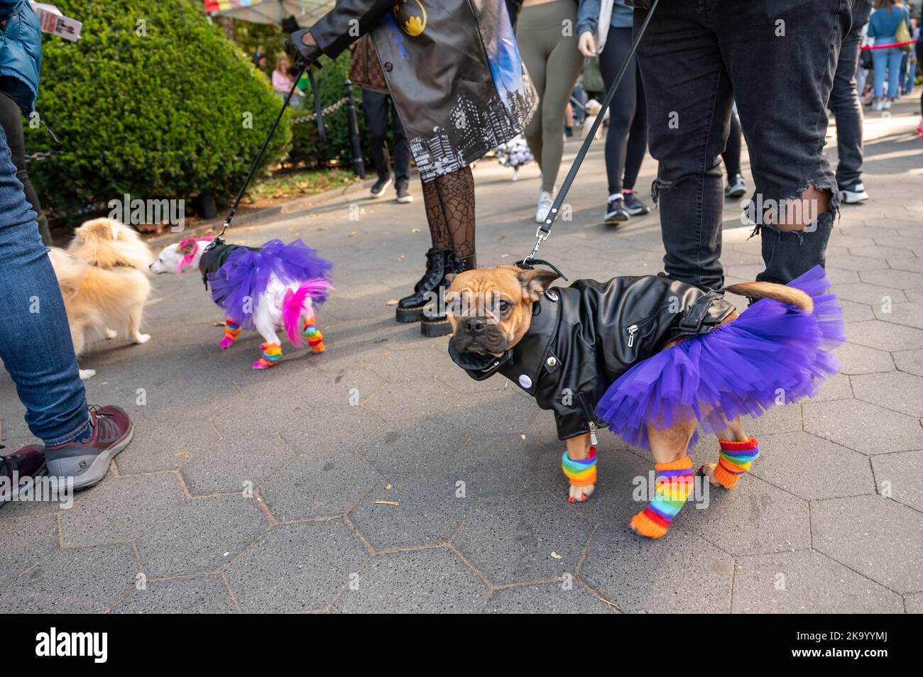 New York, USA. 30th Oct, 2022. People and pets attend the Dog Day ...