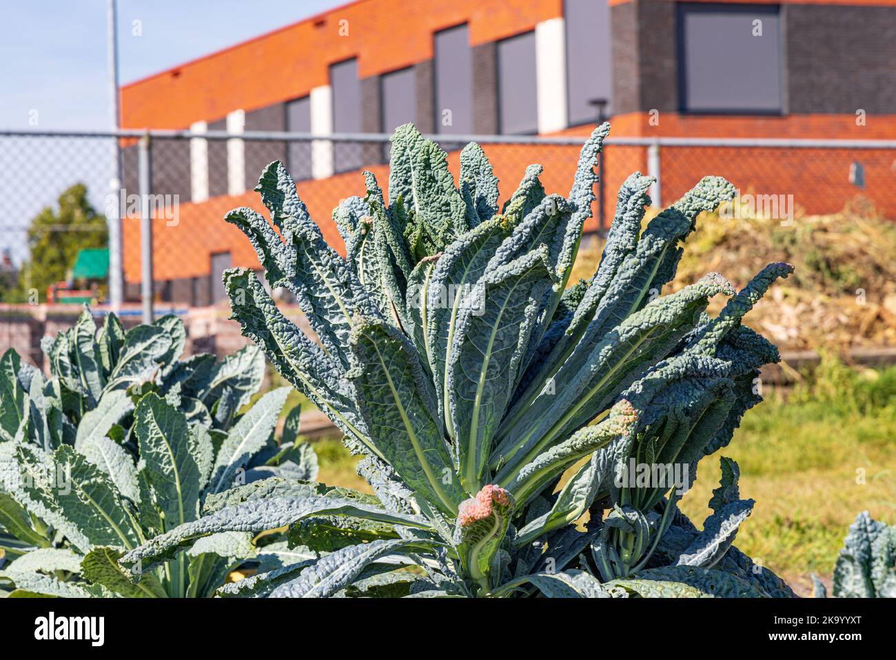 Palm cabbage in allotment garden in Marum with IKC school in the ...