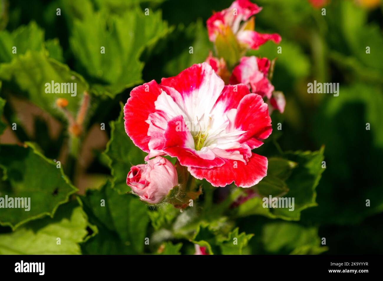 Orange geranium hi-res stock photography and images - Alamy
