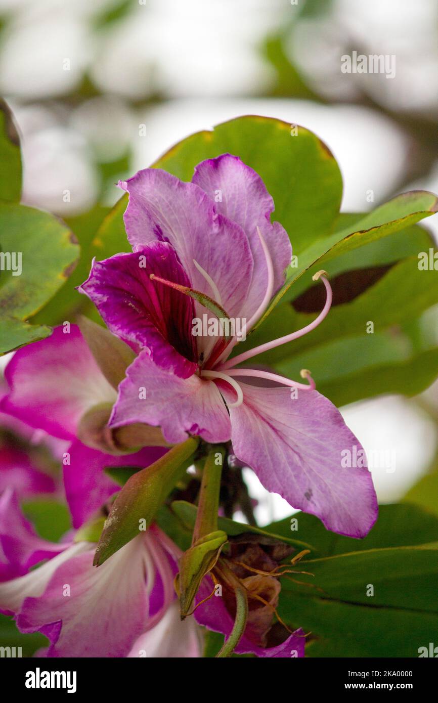 Bauhinia variegata purpurea hi-res stock photography and images - Alamy