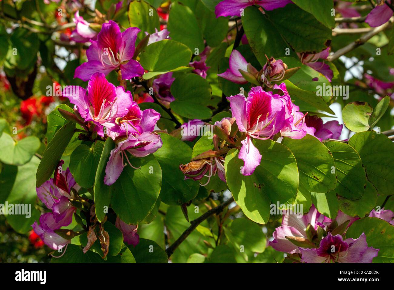 Close-up of Orchid Tree (Bauhinia Variegata Purpurea) in Sydney, NSW ...