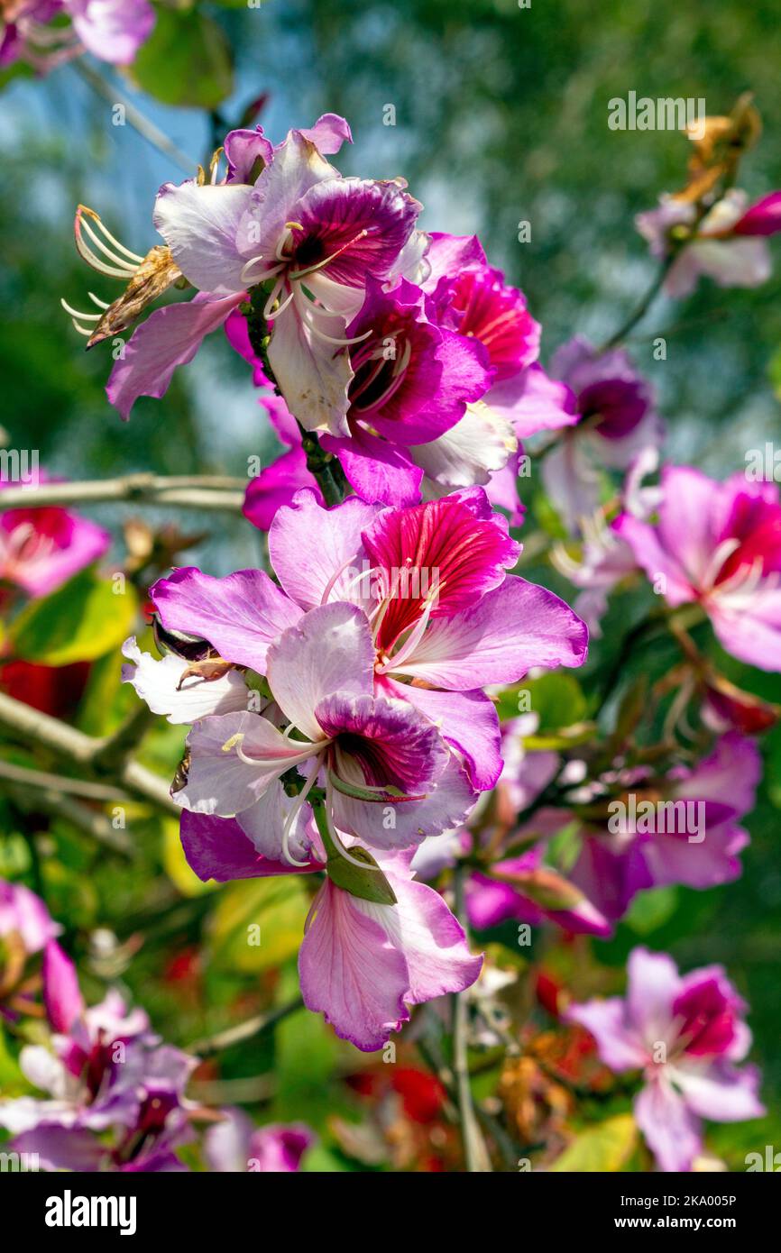 Bauhinia variegata purpurea hi-res stock photography and images - Alamy