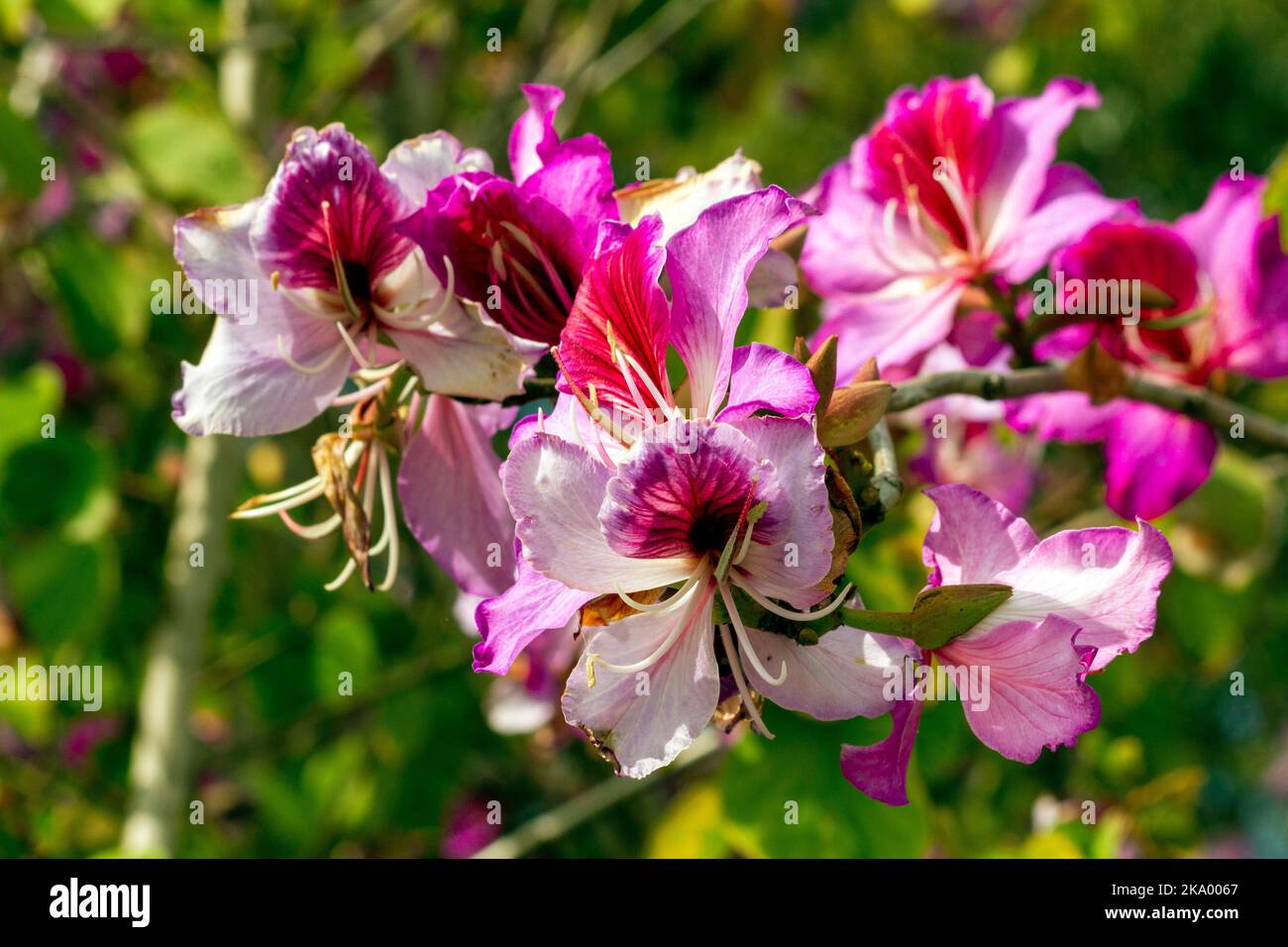 Close-up of Orchid Tree (Bauhinia Variegata Purpurea) in Sydney, NSW ...