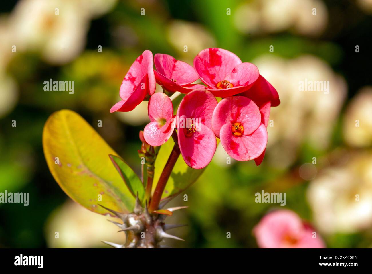 Close-up of Pink Christ Thorn Flower (Euphorbia Milli Desmoul) in ...