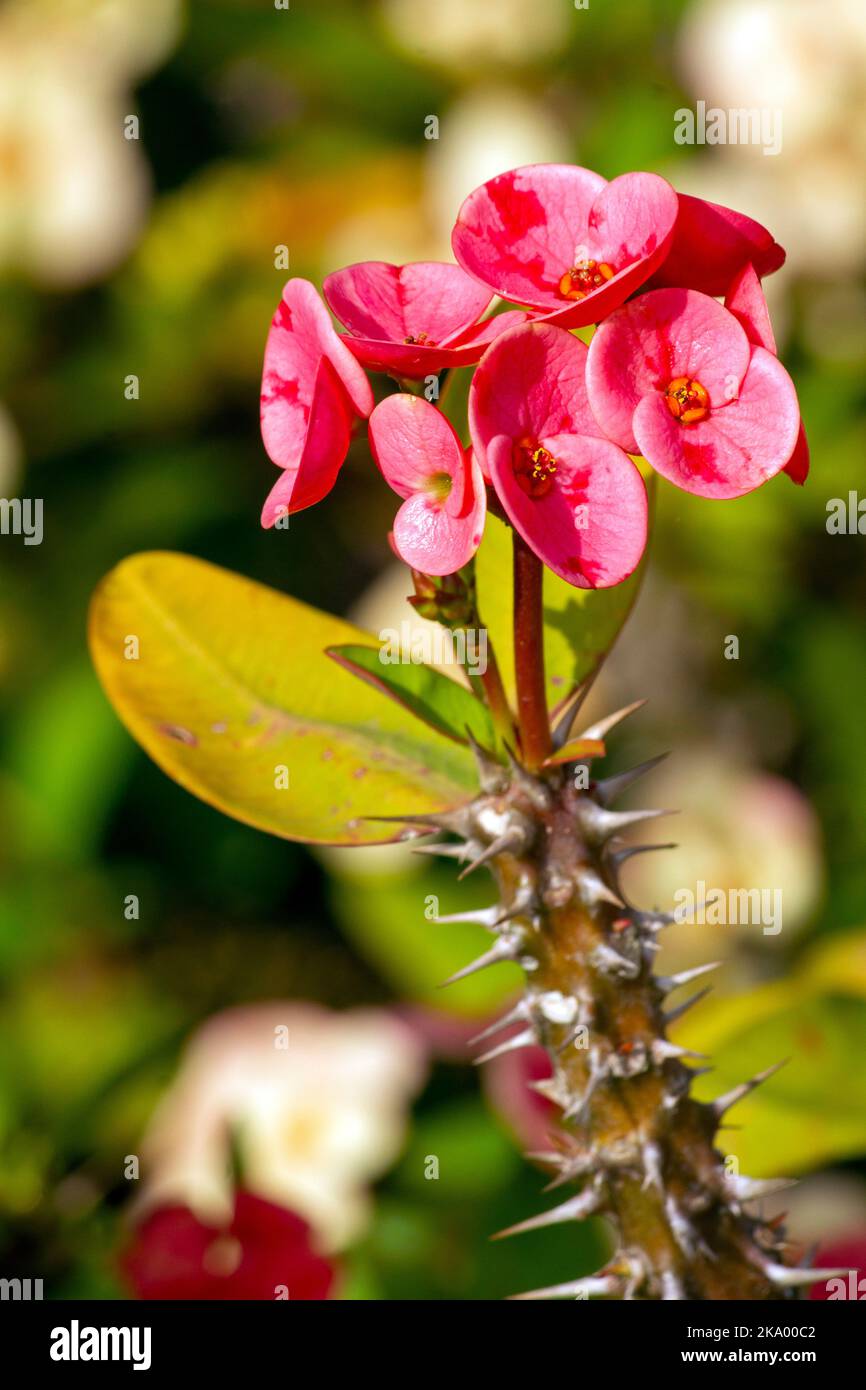 Close-up of Pink Christ Thorn Flower (Euphorbia Milli Desmoul) in ...