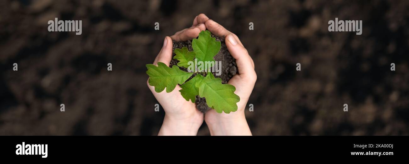 Close up top view on the palms holding oak sapling. Plant in the hands ...