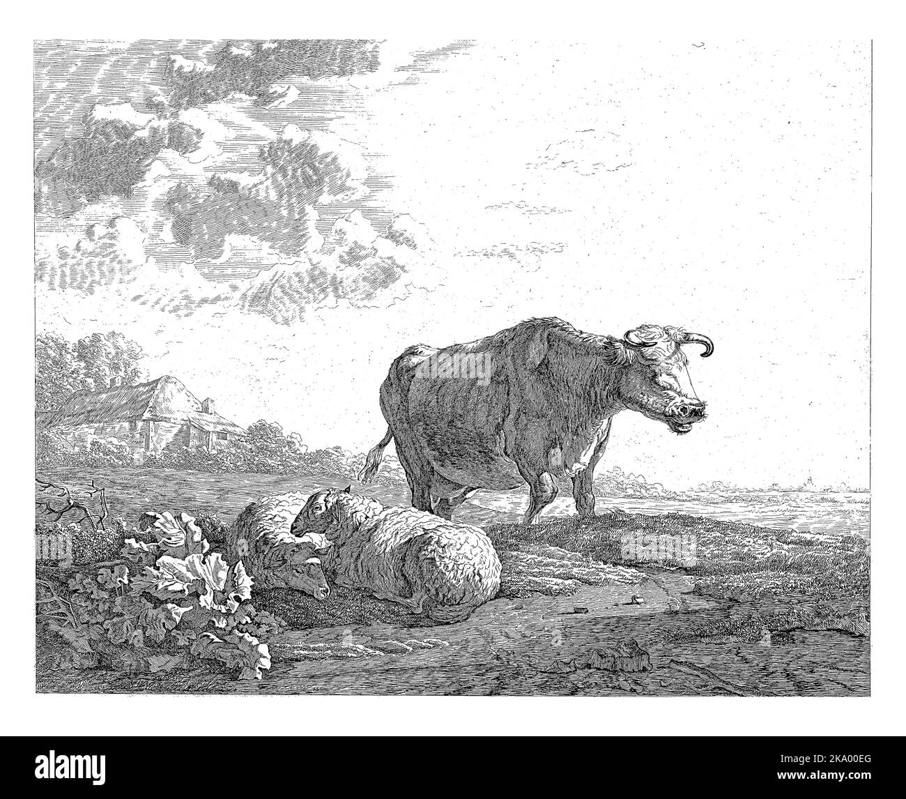 Two farm sheep Black and White Stock Photos & Images - Alamy