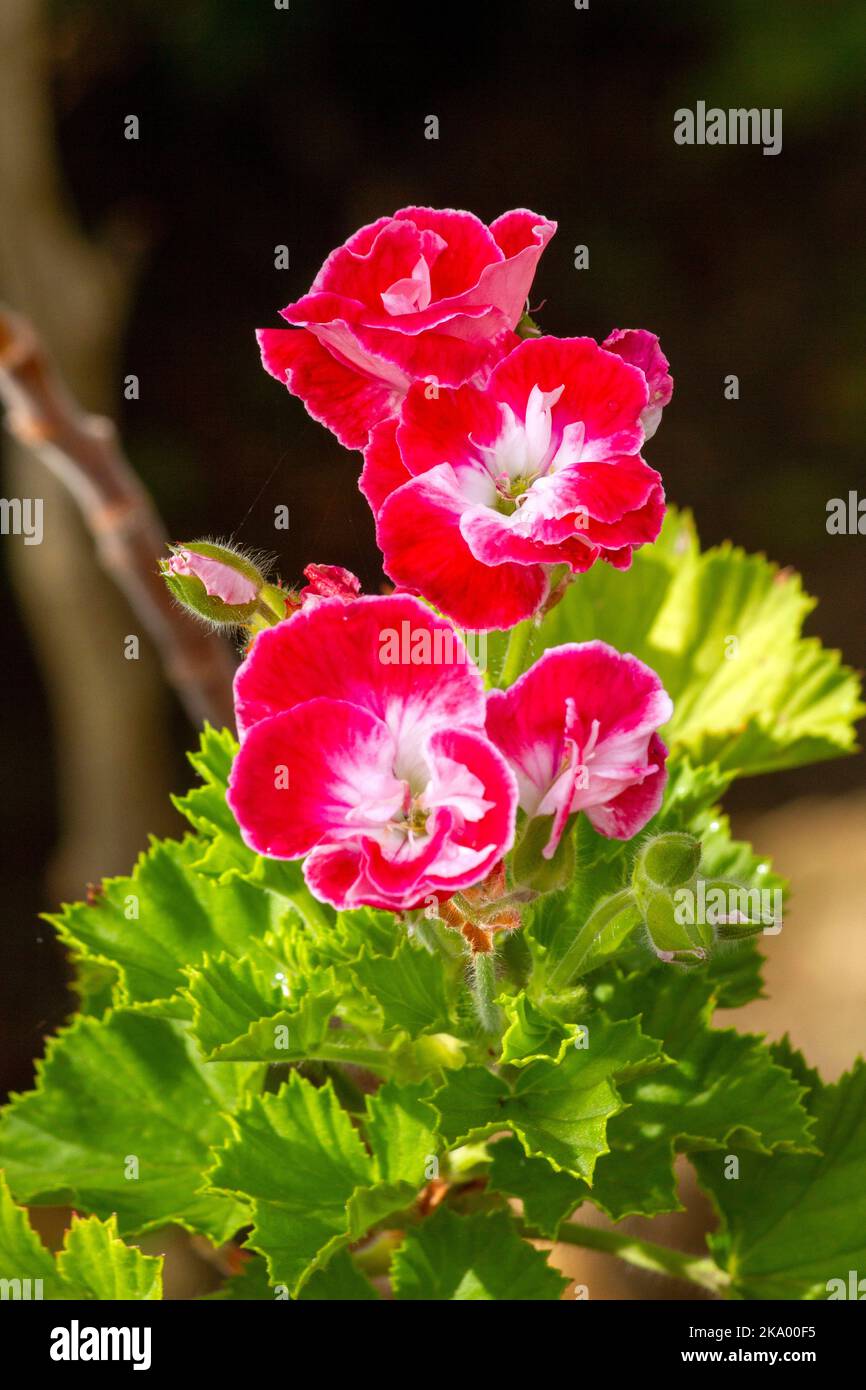 Close-up of Pink Christ Thorn Flower (Euphorbia Milli Desmoul) in ...