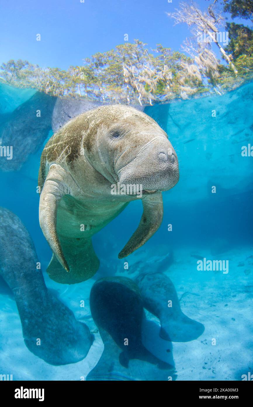 Endangered Florida Manatees, Trichechus manatus latirostris, gather at ...