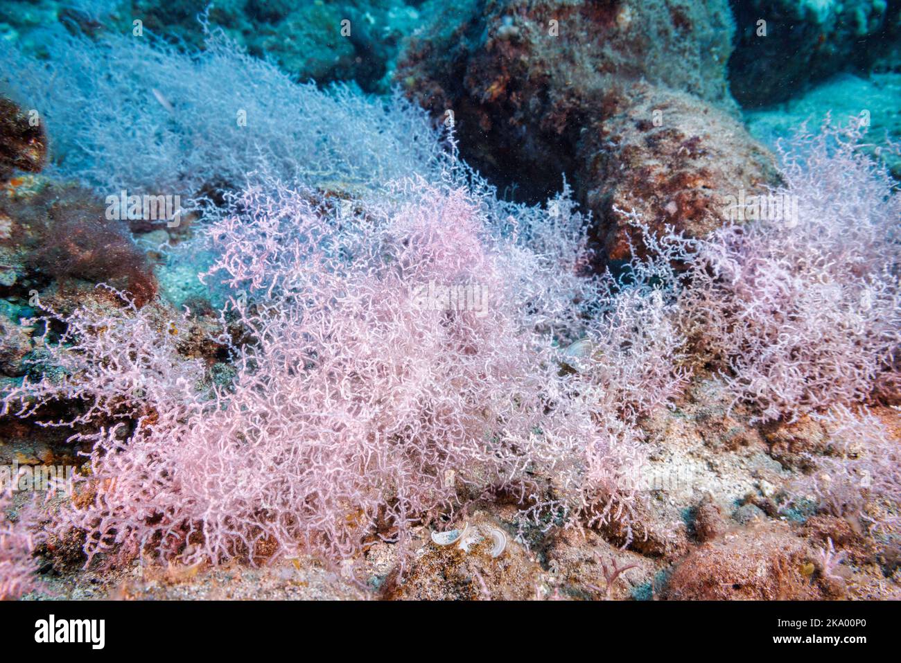 Titanophycus hi-res stock photography and images - Alamy