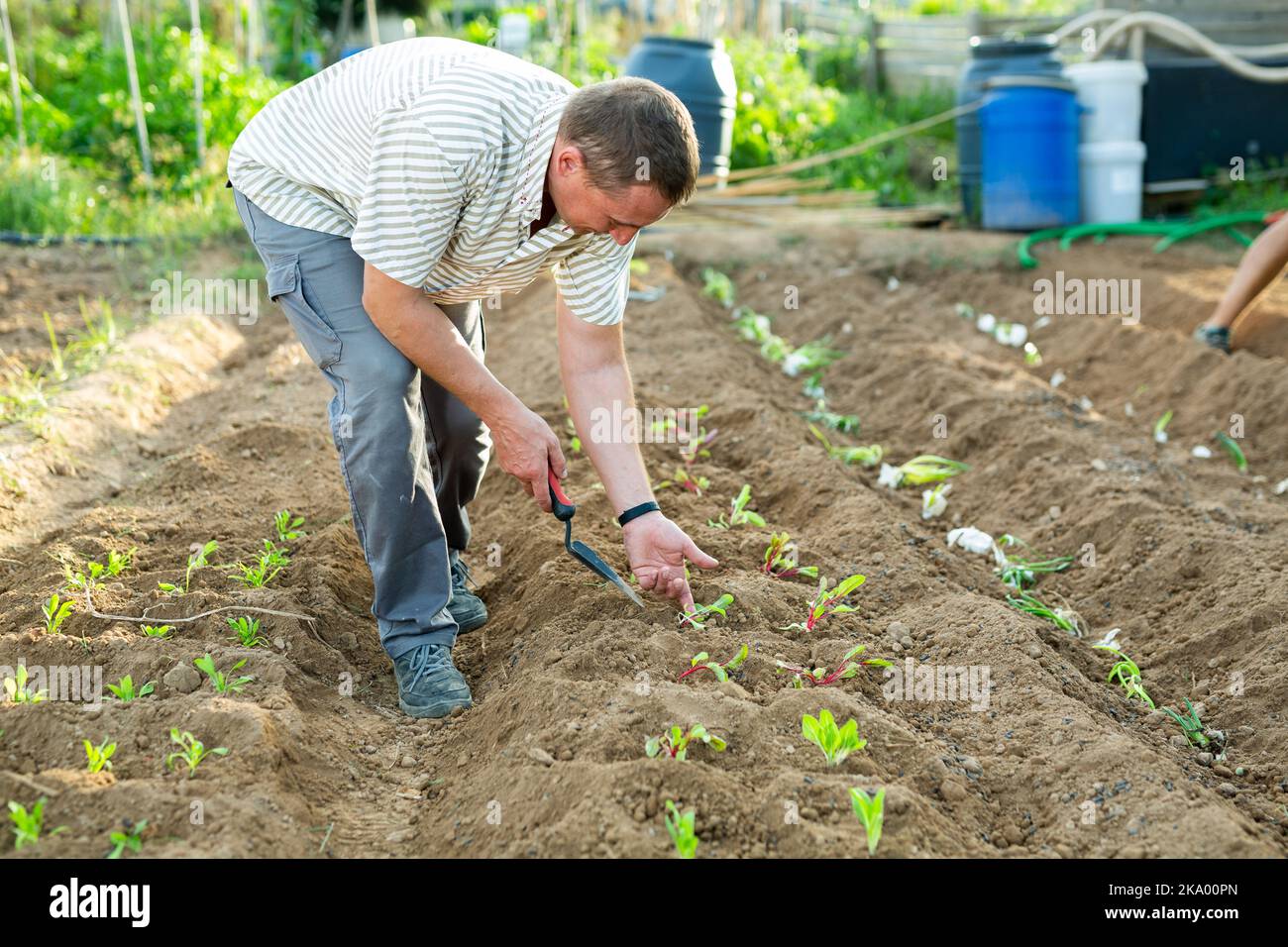 Adult male vegetable grower checking seedlings in home garden Stock ...