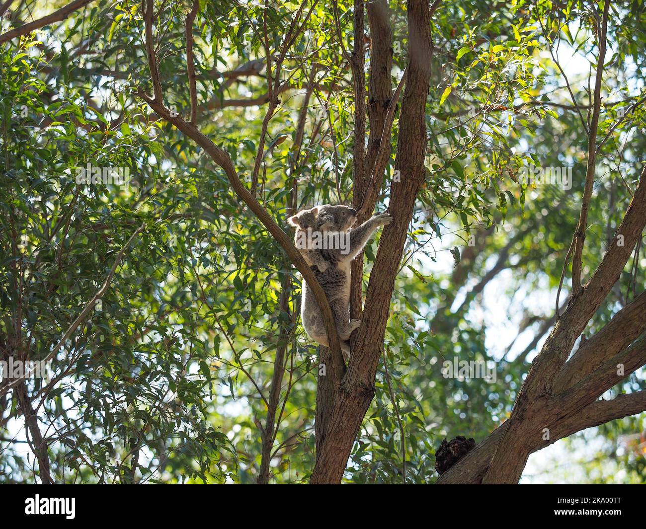 An Australian koala bear with her baby joey on her back in the fork of ...