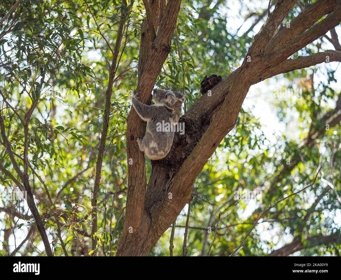 An Australian koala bear with her baby joey on her back in the fork of a gum tree Stock Photo ...