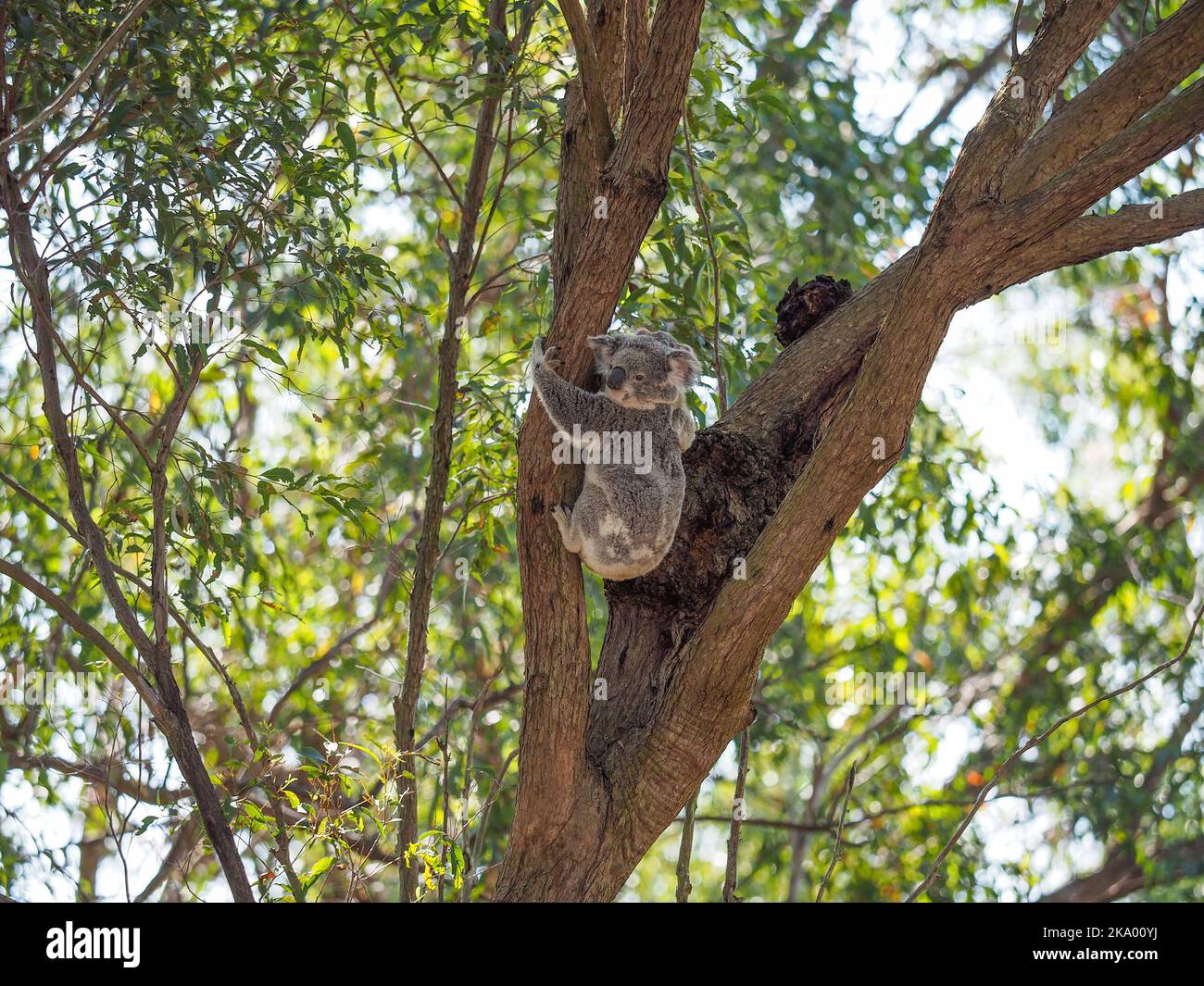 An Australian koala bear with her baby joey on her back in the fork of a gum tree Stock Photo ...