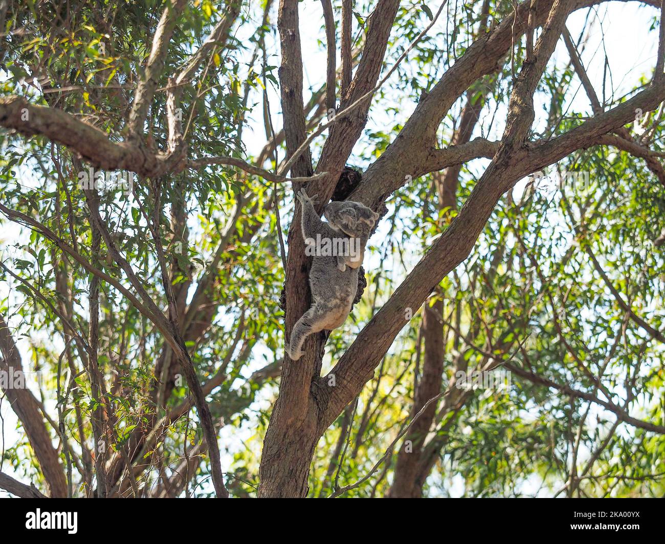 An Australian koala bear with her baby joey on her back in the fork of a gum tree Stock Photo ...
