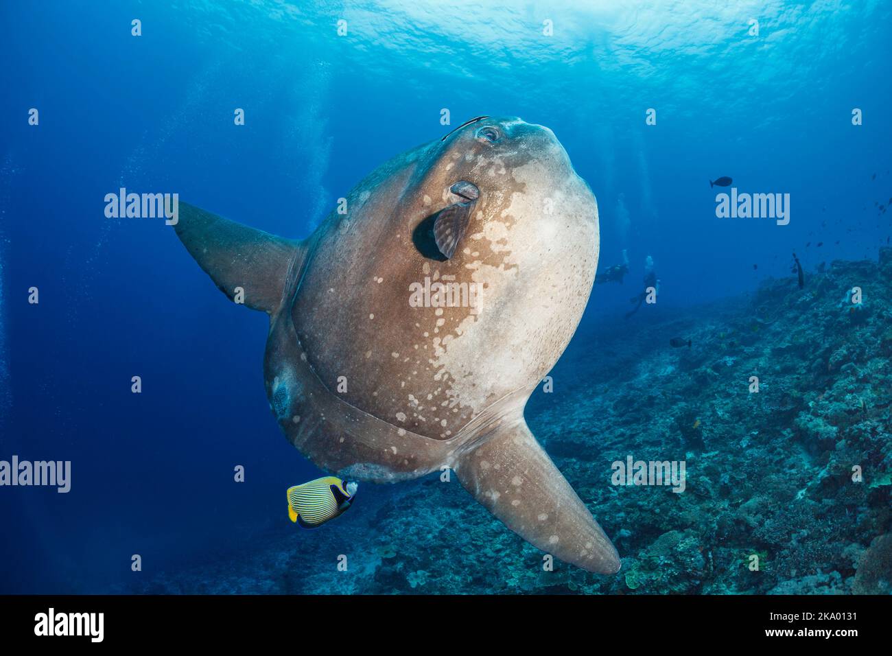 Ocean sunfish, Mola mola, being cleaned by an angelfish, Crystal Bay ...