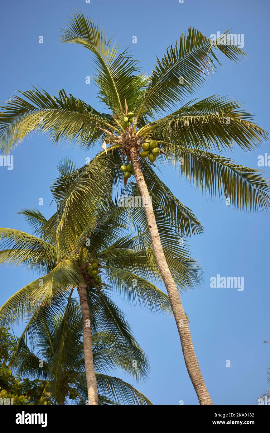 Palm Trees Pattaya Thailand Stock Photo - Alamy