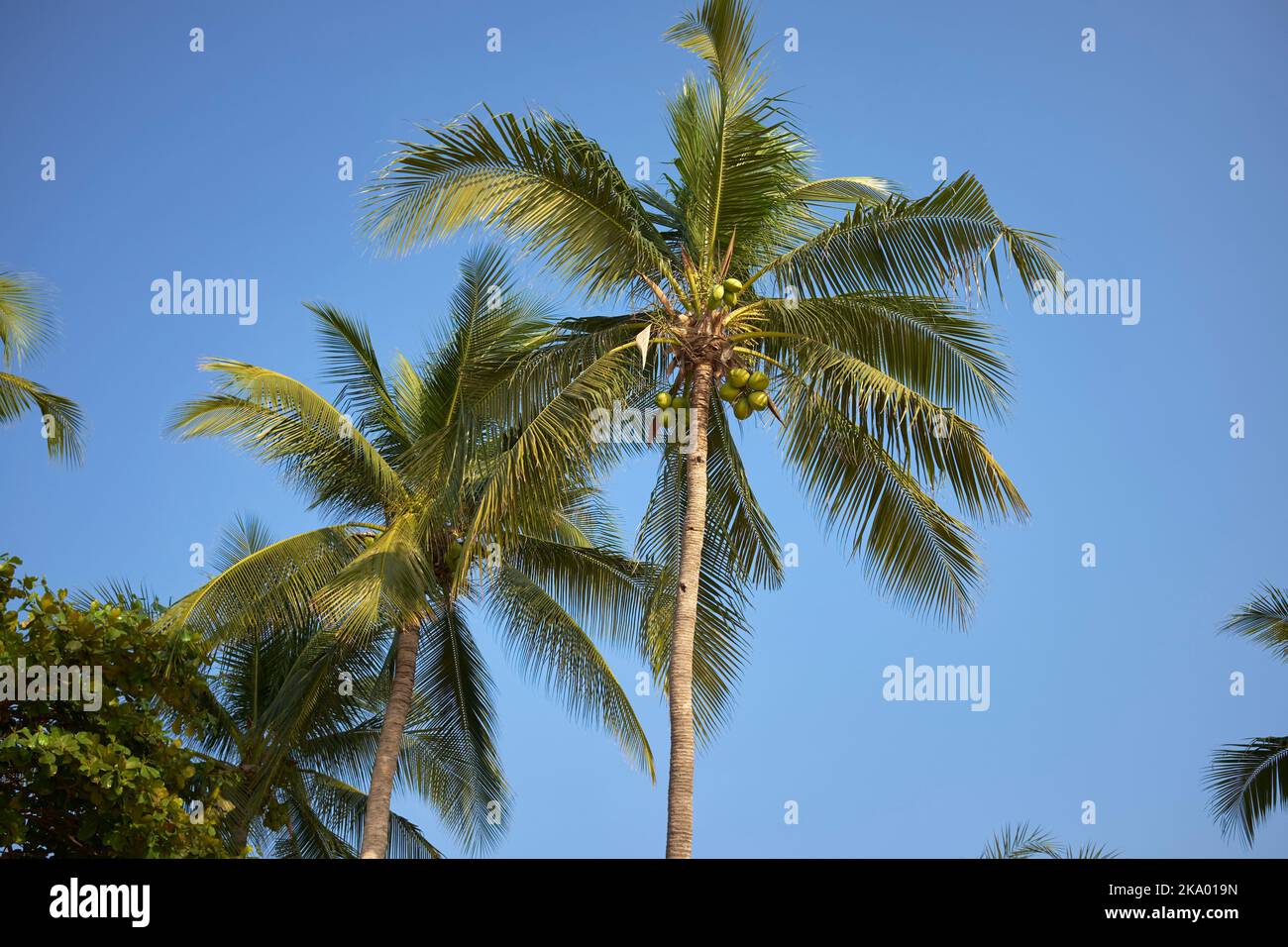 Palm Trees Pattaya Thailand Stock Photo - Alamy