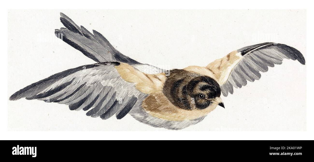 Flying keep hi-res stock photography and images - Alamy