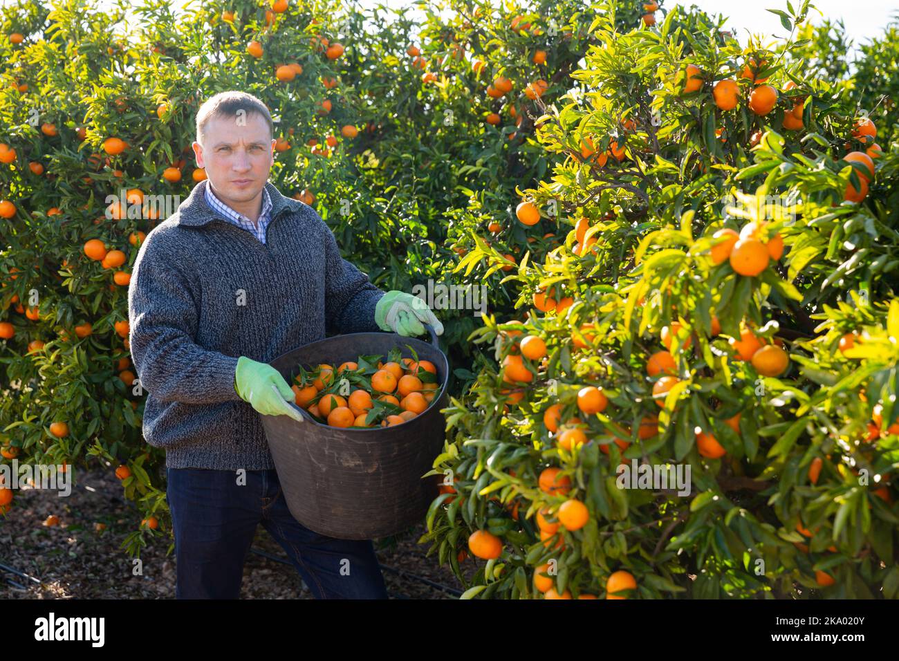 Man harvesting tangerines on organic plantation Stock Photo - Alamy