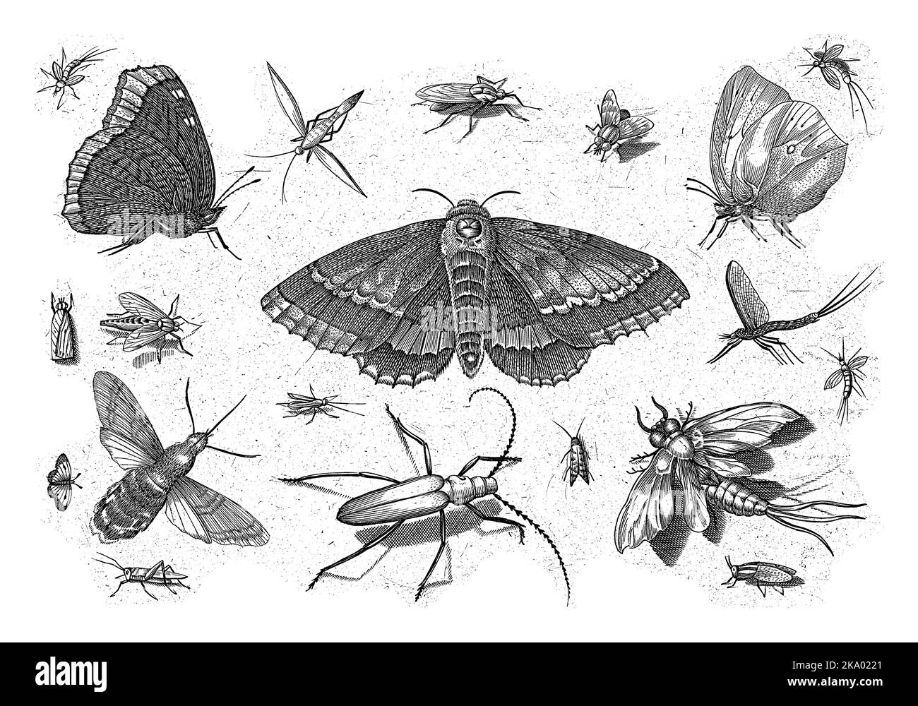 Different insects with a moth in the middle Stock Photo - Alamy