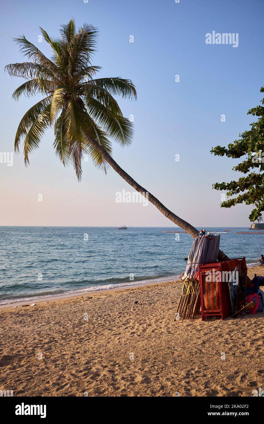 Palm Tree on the beach at Pattaya Thailand Stock Photo - Alamy