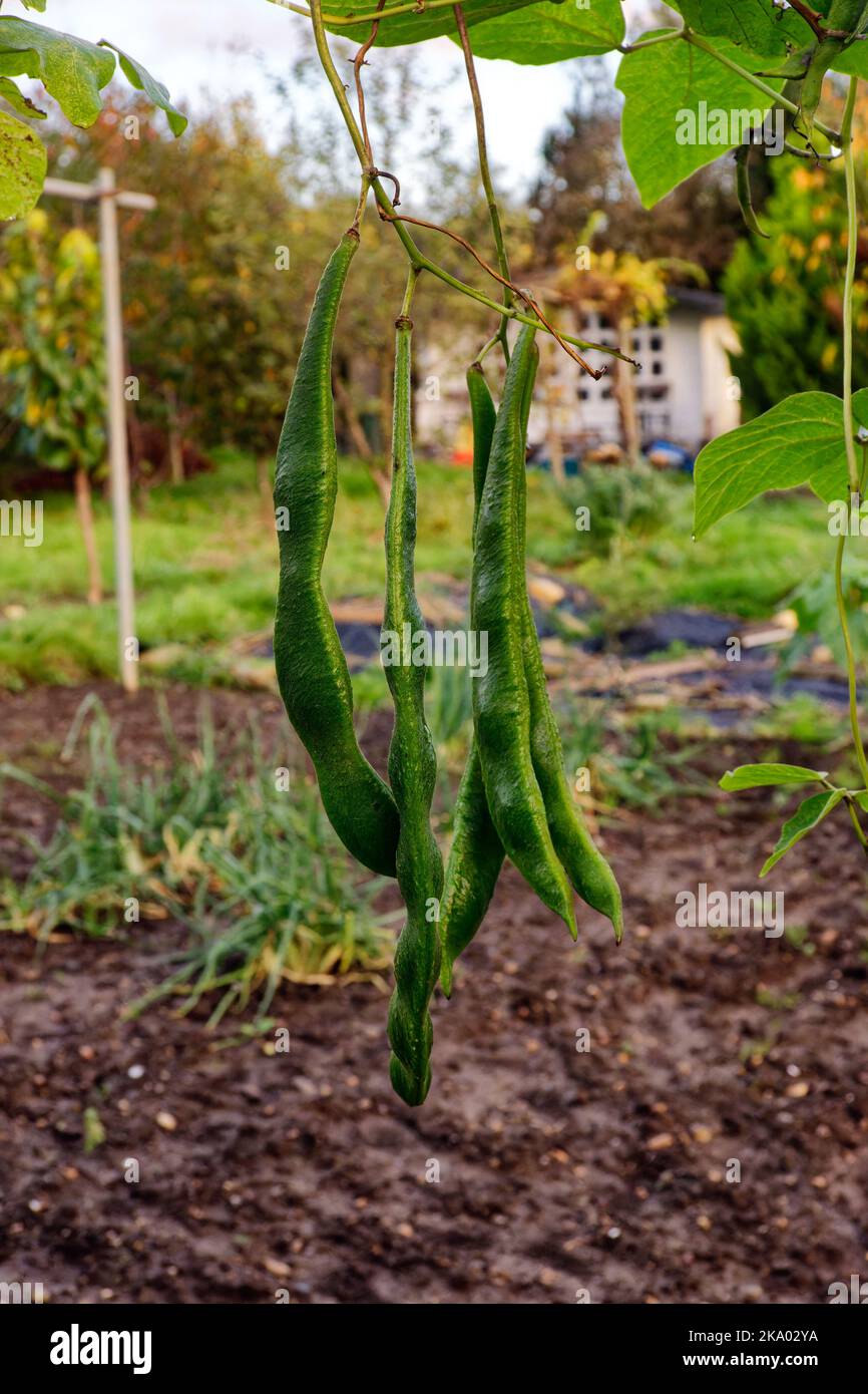 Hanging green beans in an allotment Stock Photo - Alamy