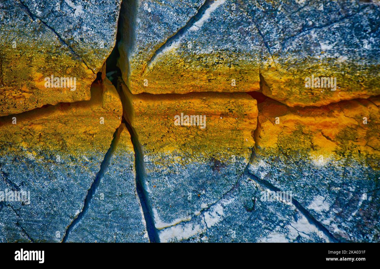 Cracks and fissures with warning paint on a fallen tree trunk cut for ...