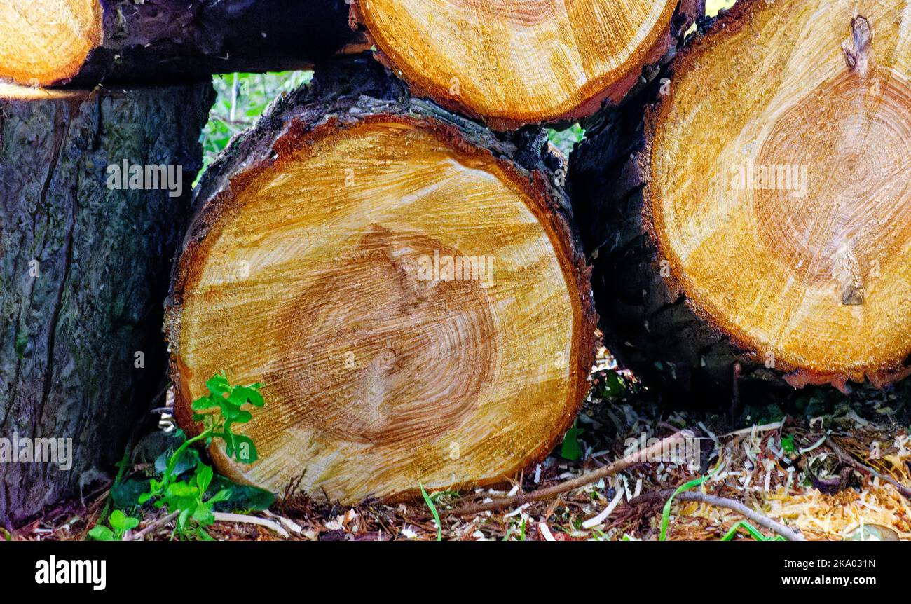Cut down tree trunk with sawdust and growth rings showing Stock Photo ...