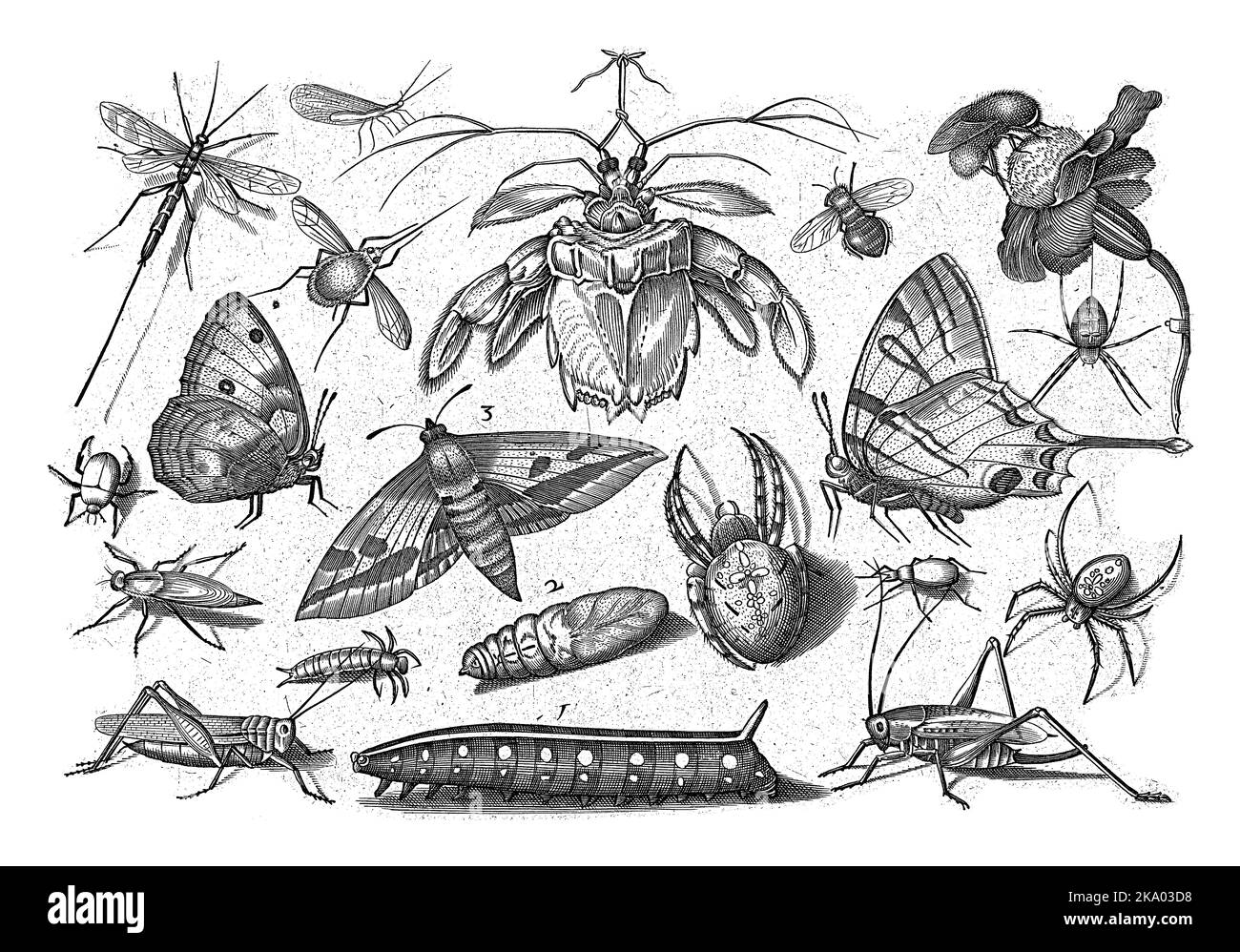 With crab spider Black and White Stock Photos & Images - Alamy