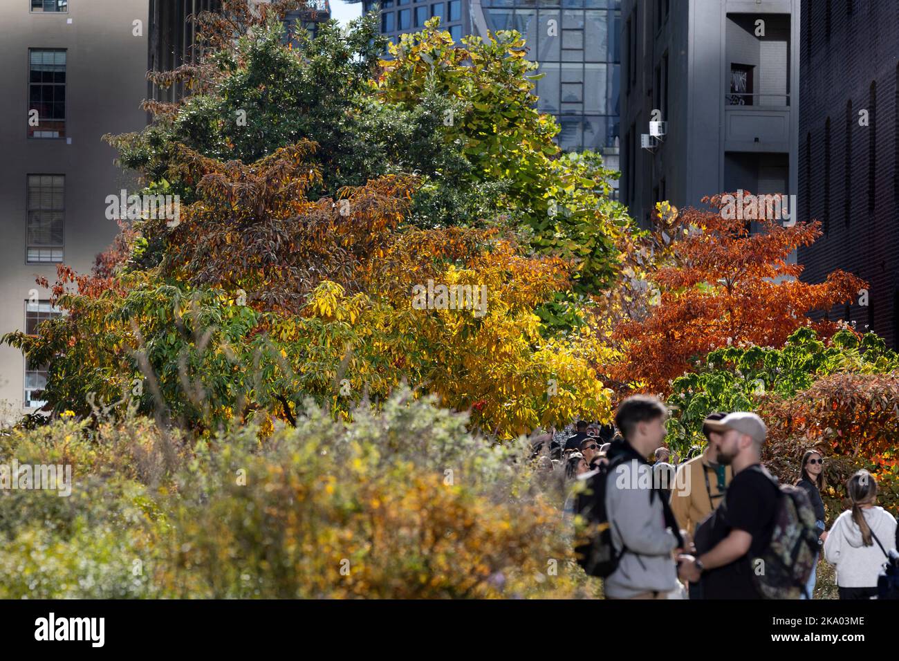 The High Line, Chelsea, Manhattan Stock Photo - Alamy