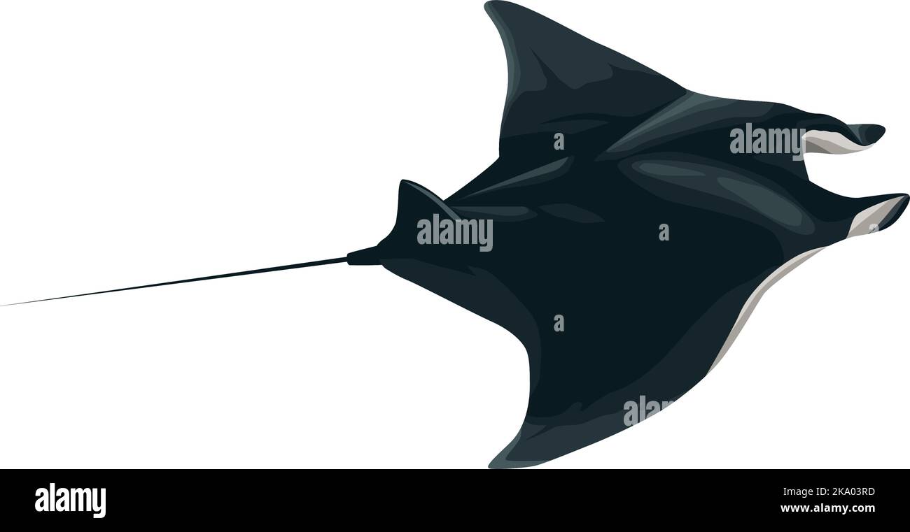stingray marine life animal Stock Vector Image & Art - Alamy