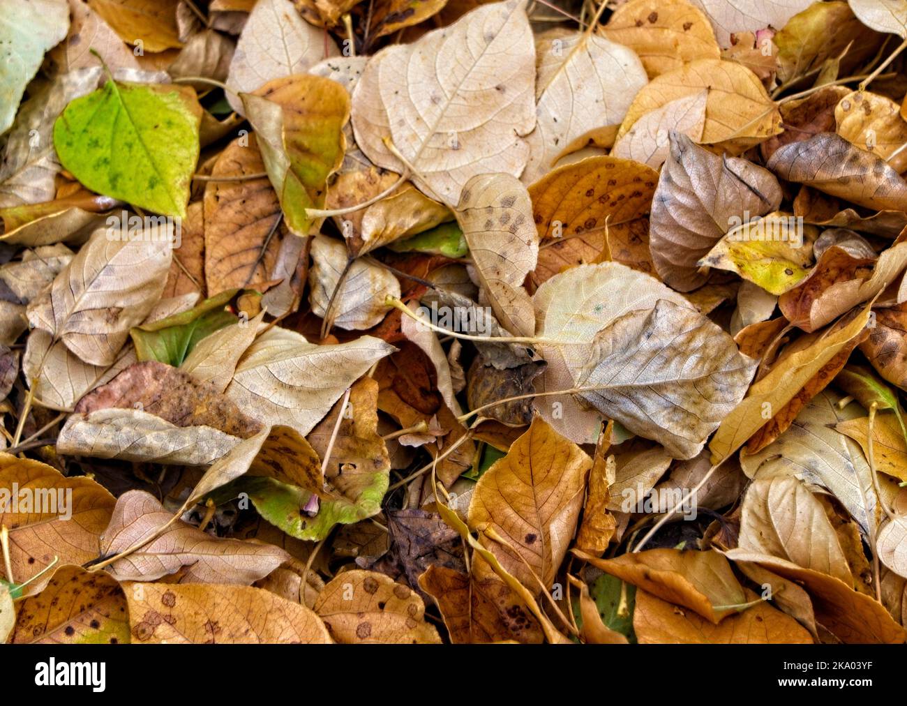 Autumn leaves Calgary Zoo Alberta Stock Photo - Alamy